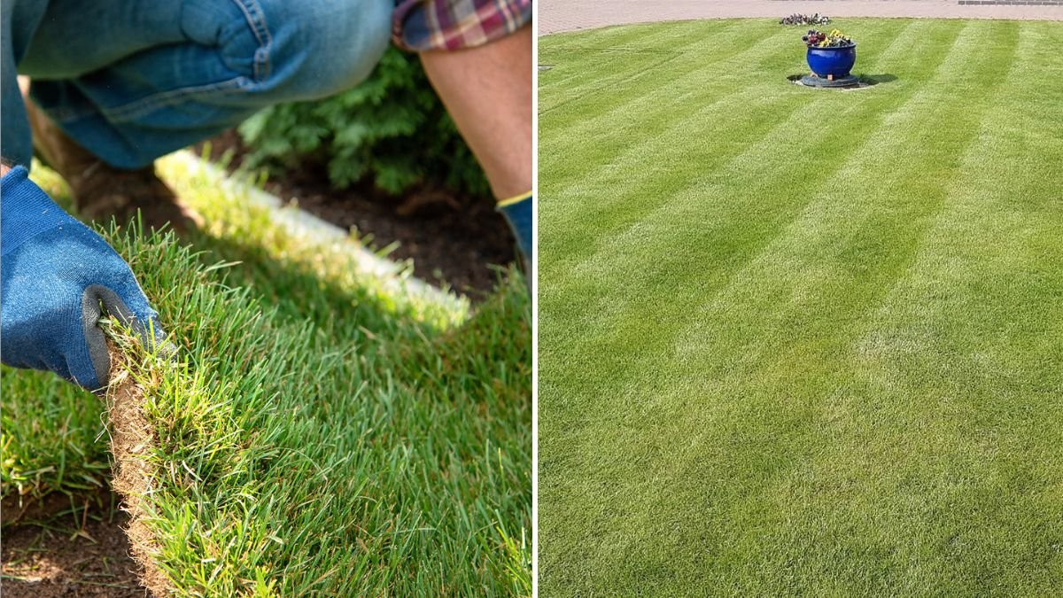 How to Fix Bare Patches in Your Yard — Step by Step - Shaniwar Wada