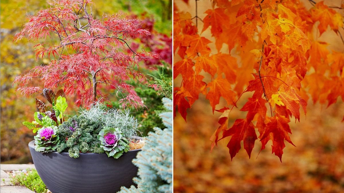10 Trees That Change Color in Fall Dramatically - Shaniwar Wada