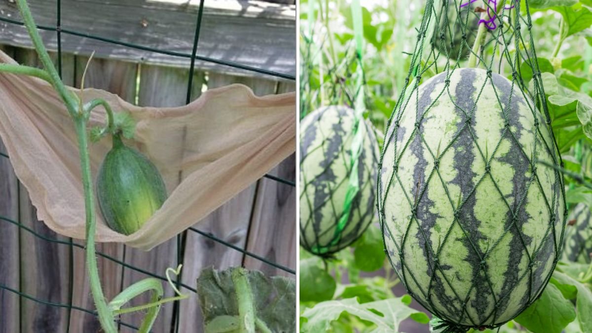 How To Keep Melons Safe From Pests And Rot - Shaniwar Wada