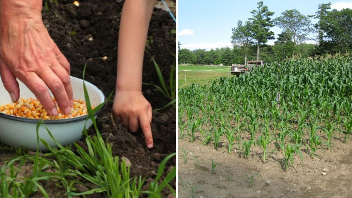 Sweetcorn Growing Guide How to Plant, Care For, and Harvest America’s ...
