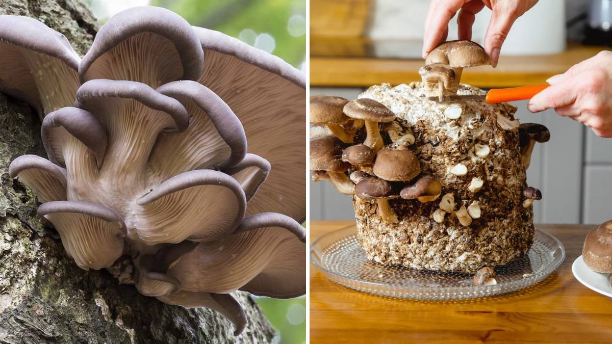 Cremini Mushrooms The Flavor-Rich Superfood Elevating Everyday American ...