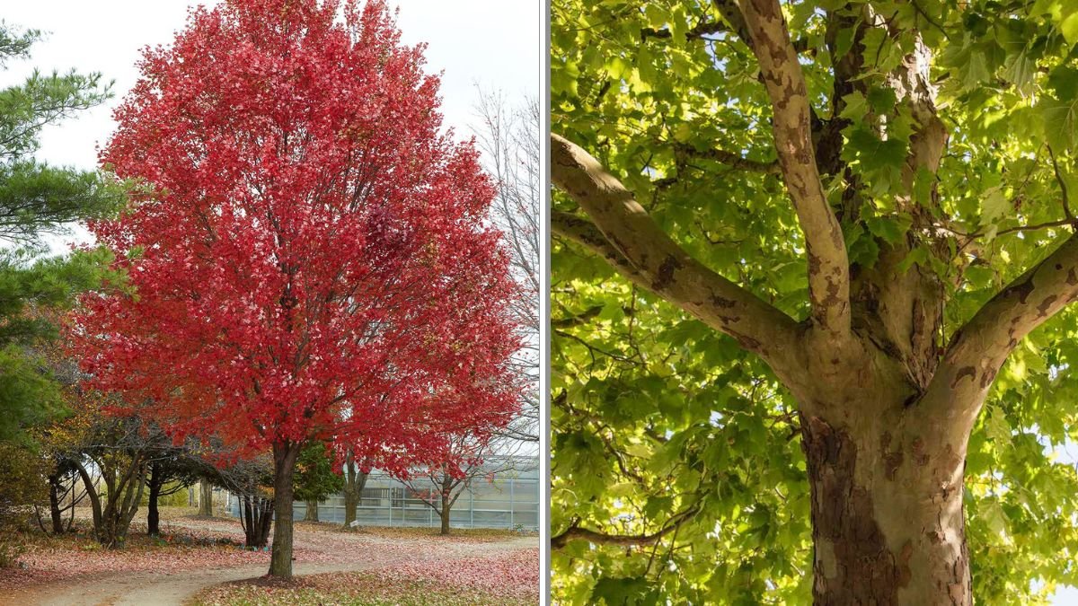 6 Fast-Growing Trees That Provide Shade Within 5 Years - Shaniwar Wada