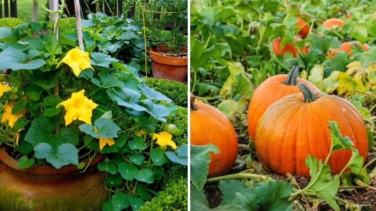 How to Grow Pumpkins Vertically on a Trellis The Ultimate American ...