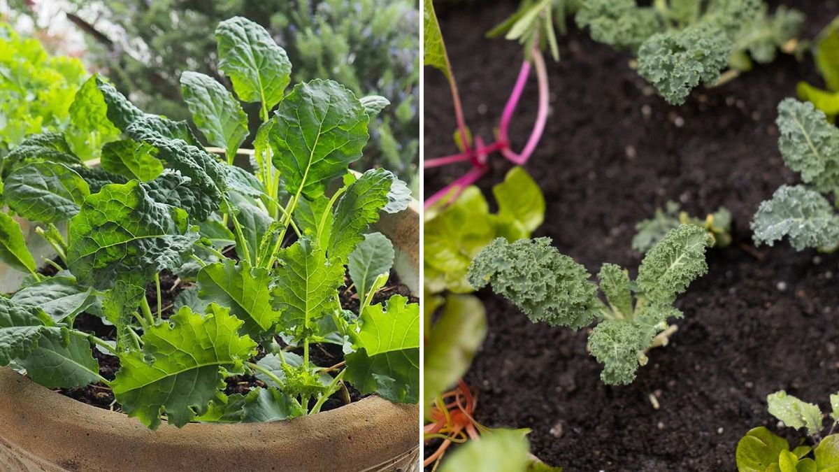 Kale Power The Ultimate American Superfood Guide to Growing, Cooking ...