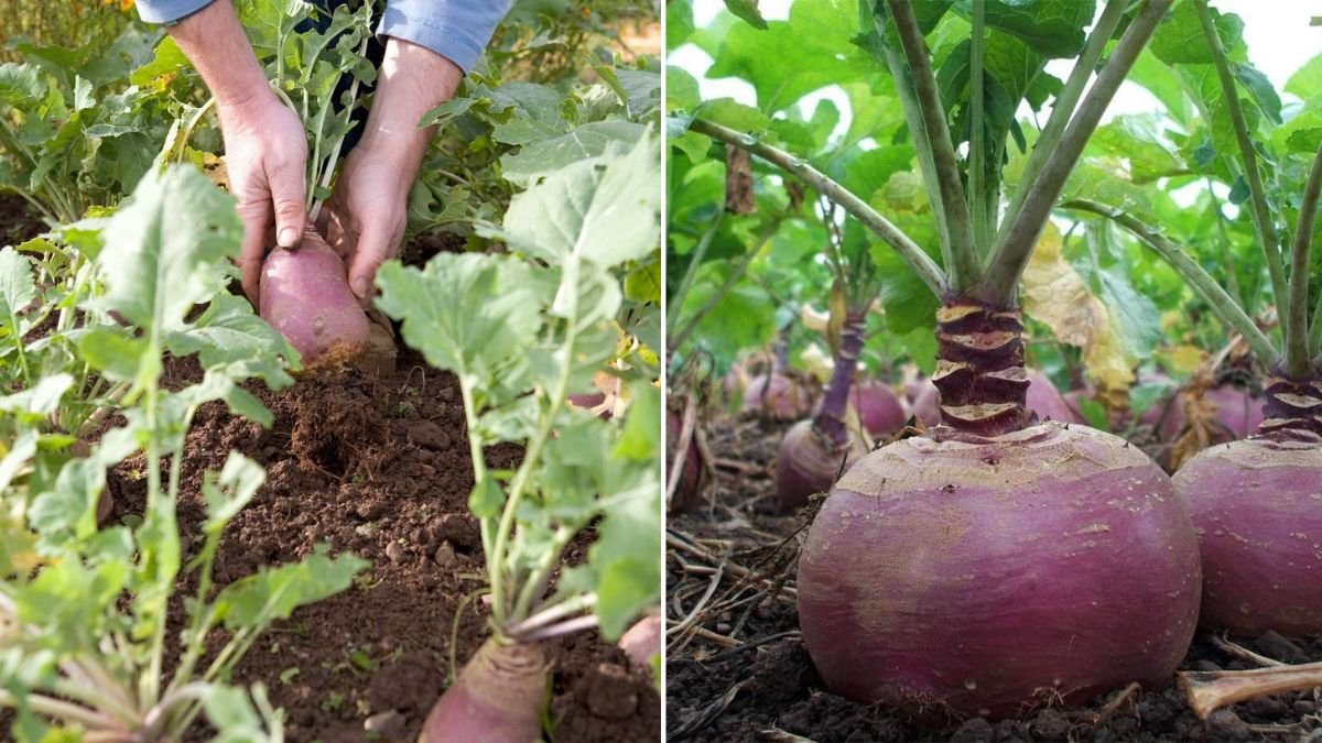 Rutabaga The Sweet and Savory Root Vegetable Every American Kitchen ...